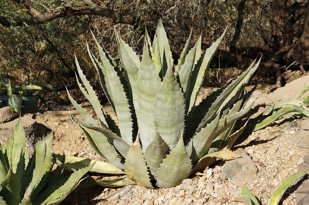 Arizona-Sonora Desert Museum Agave Garden
